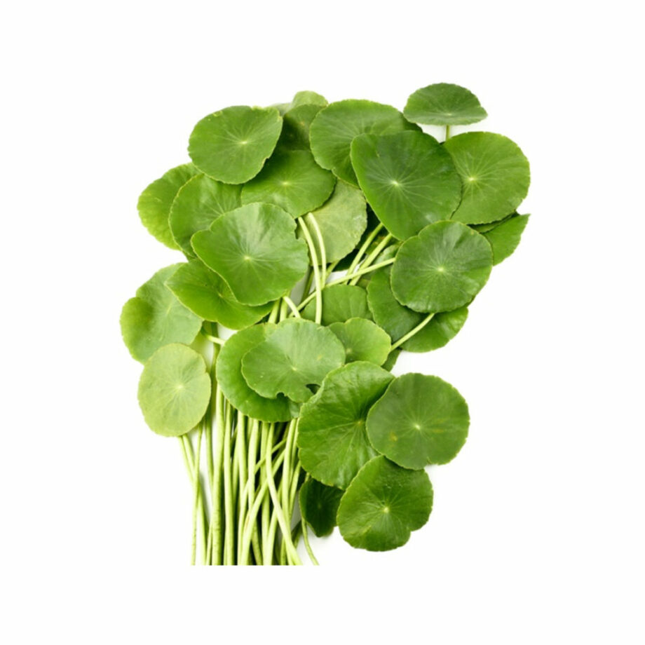 Gotu Kola Macerat / Centella Asiatica - BM Logistic
